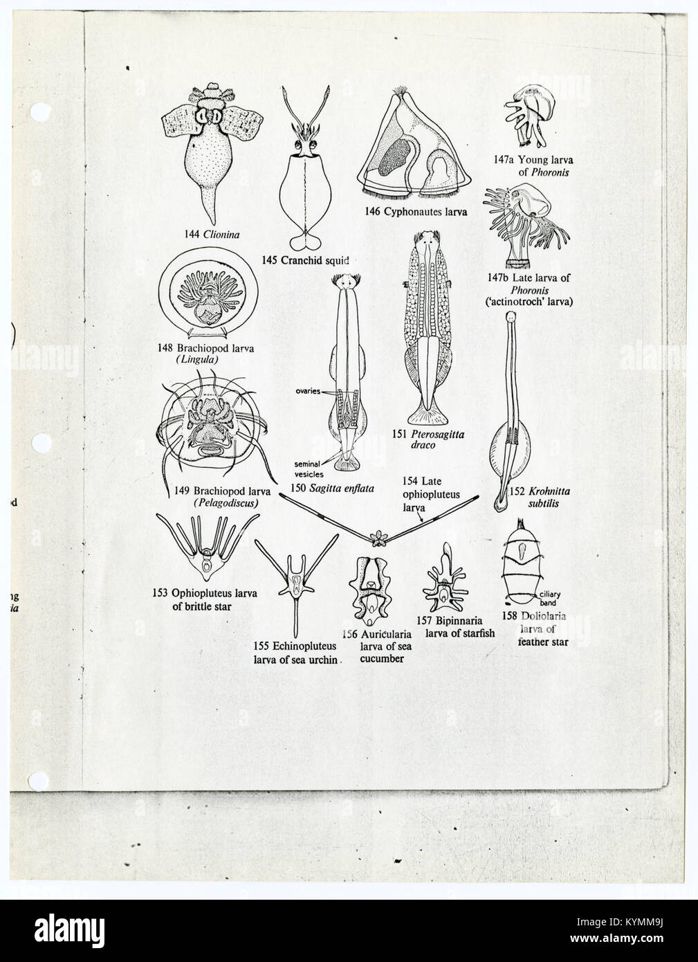 Plankton identification chart created during Vema cruise 27 in the ...