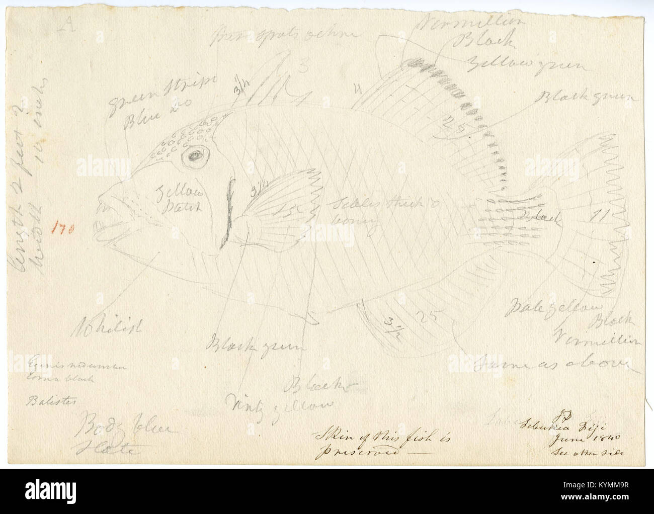A historical sketch of a Balistoid fish, created by Joseph Drayton in ...