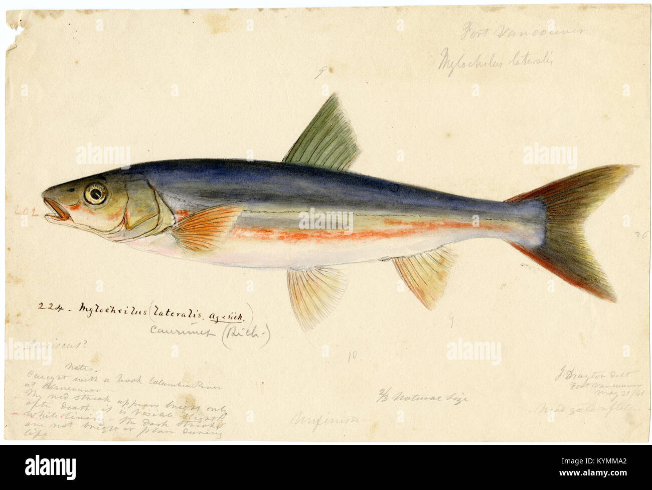 A historical watercolor painting depicting a cyprinoid fish, created as ...
