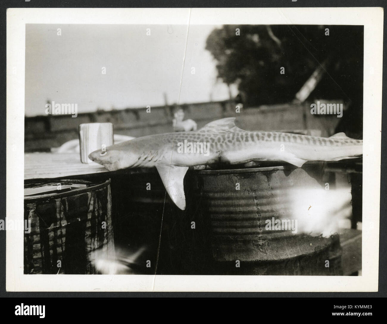 Shark panama hi-res stock photography and images - Alamy