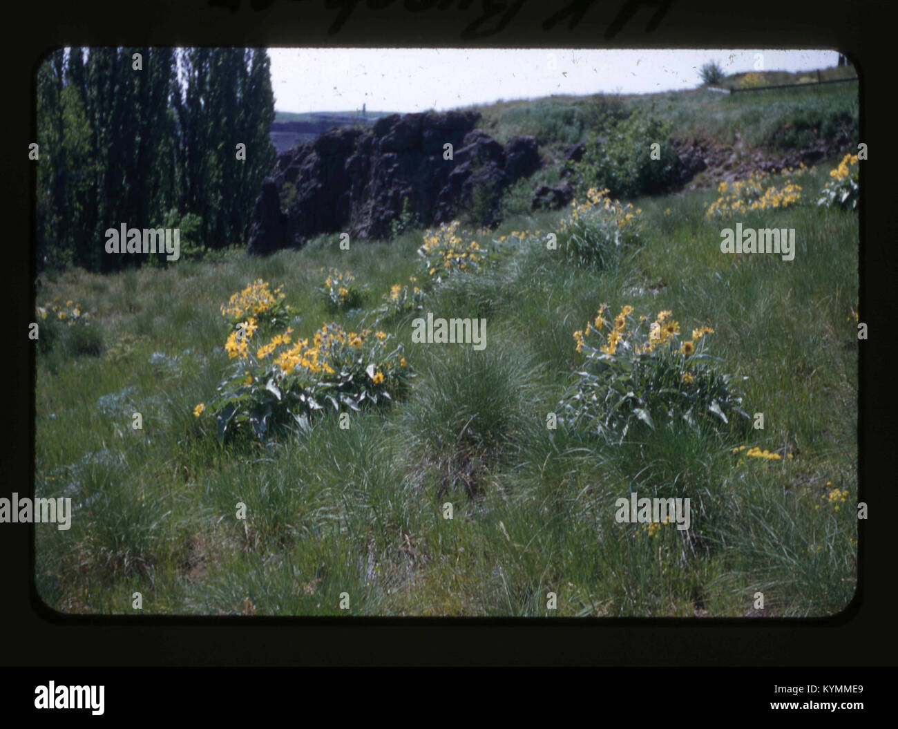 A photograph illustrating an example of nearly natural vegetation taken ...