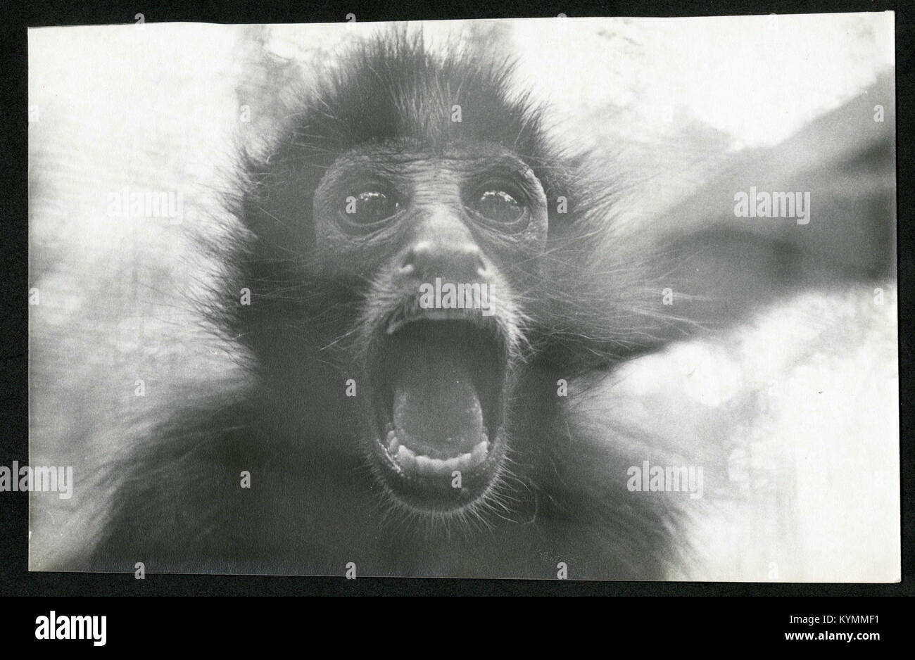 A historical image of primate research from 1960, part of the Field ...