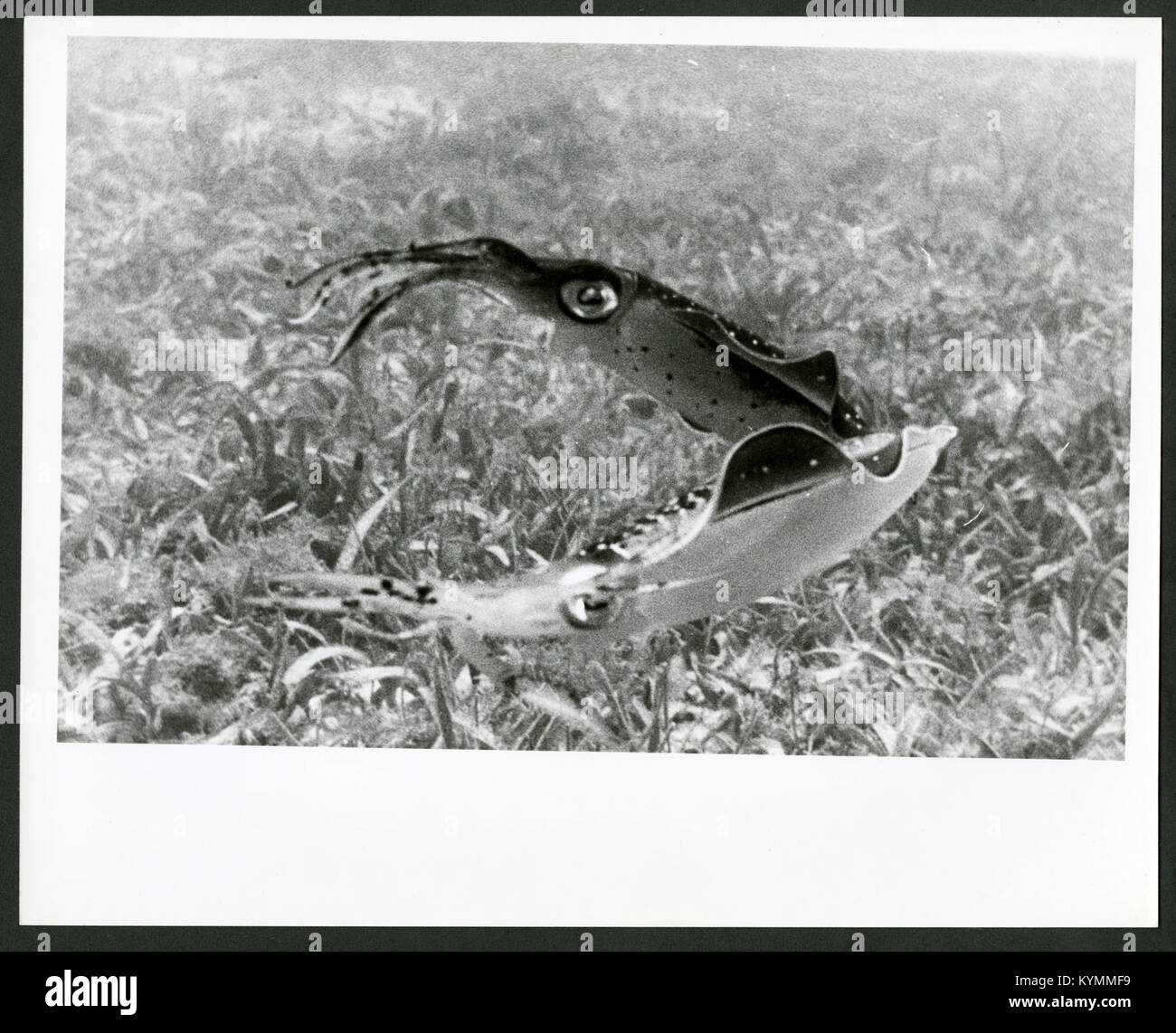 Project squid hi-res stock photography and images - Alamy