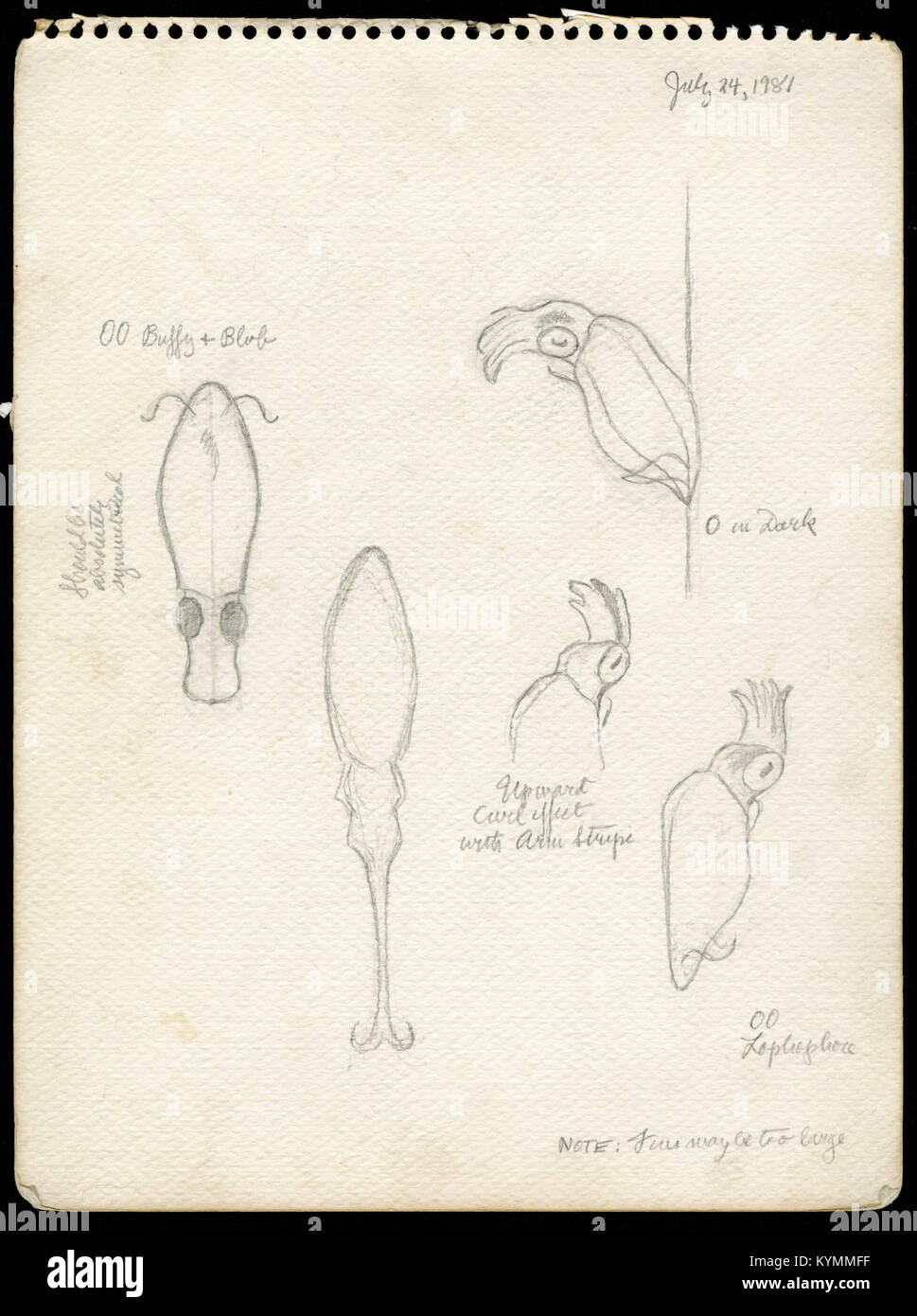 Project squid hi-res stock photography and images - Alamy