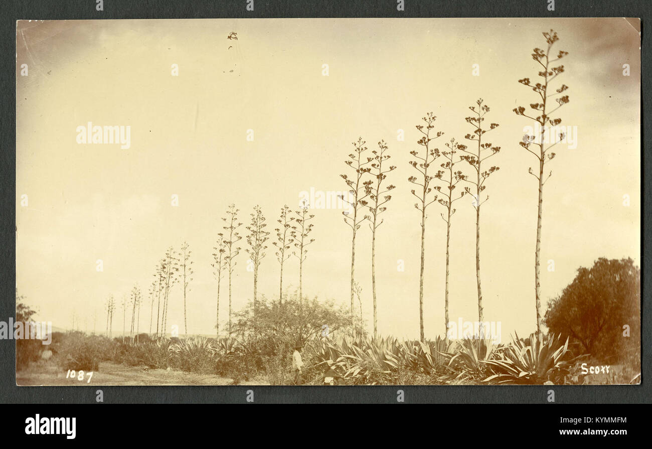 A photograph of Maguey plants in full bloom near Silao, Guanajuato ...