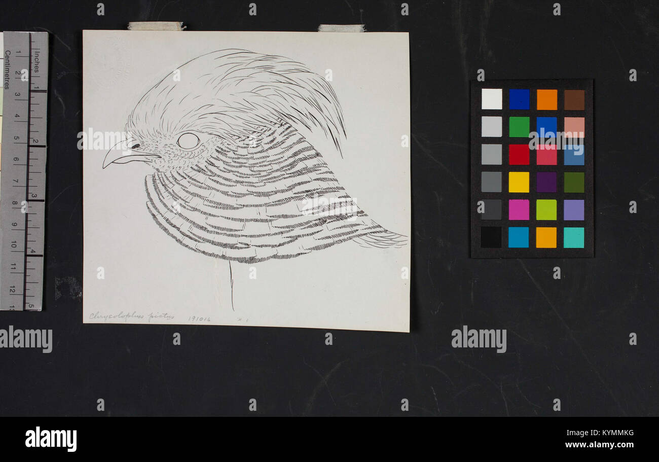 A 1910s drawing of a bird head by Robert Ridgway, an ornithologist ...