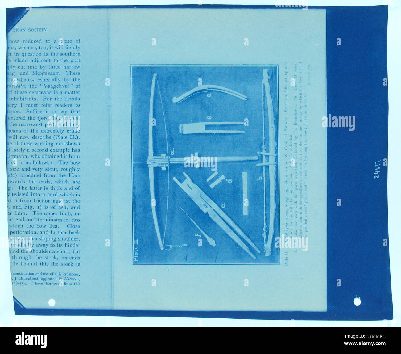Cyanotype illustration of a crossbow from the Pitt Rivers Museum ...