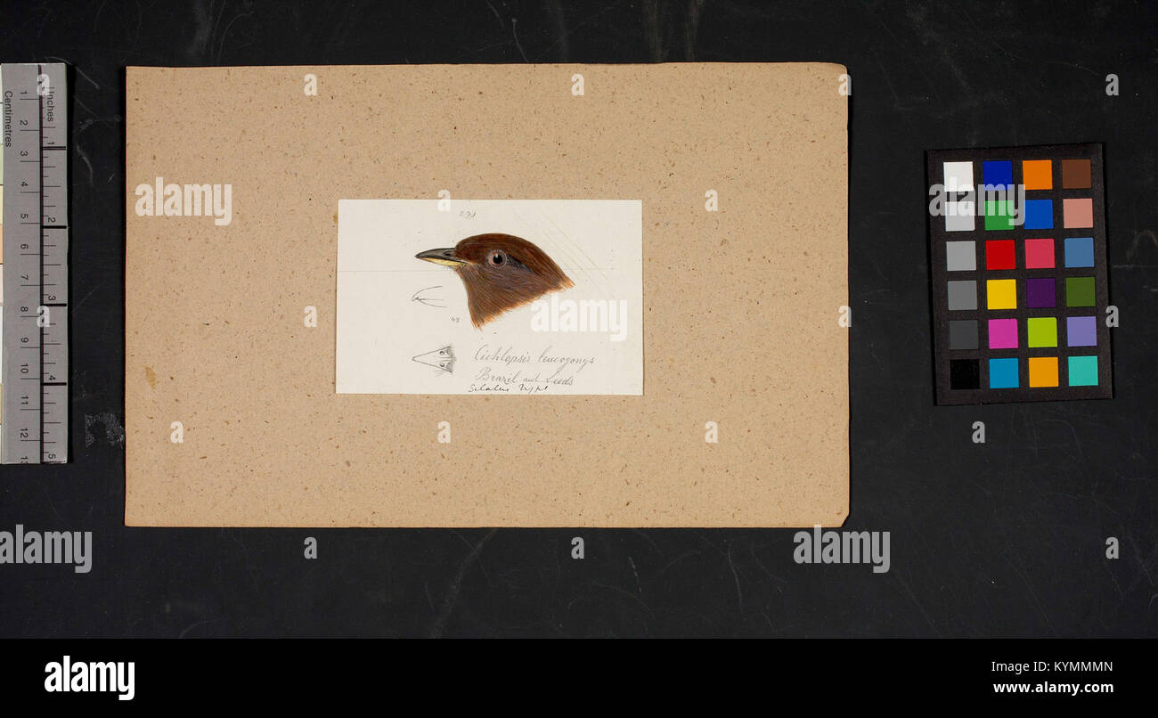 A bird head drawing by Robert Ridgway, part of the Smithsonian ...