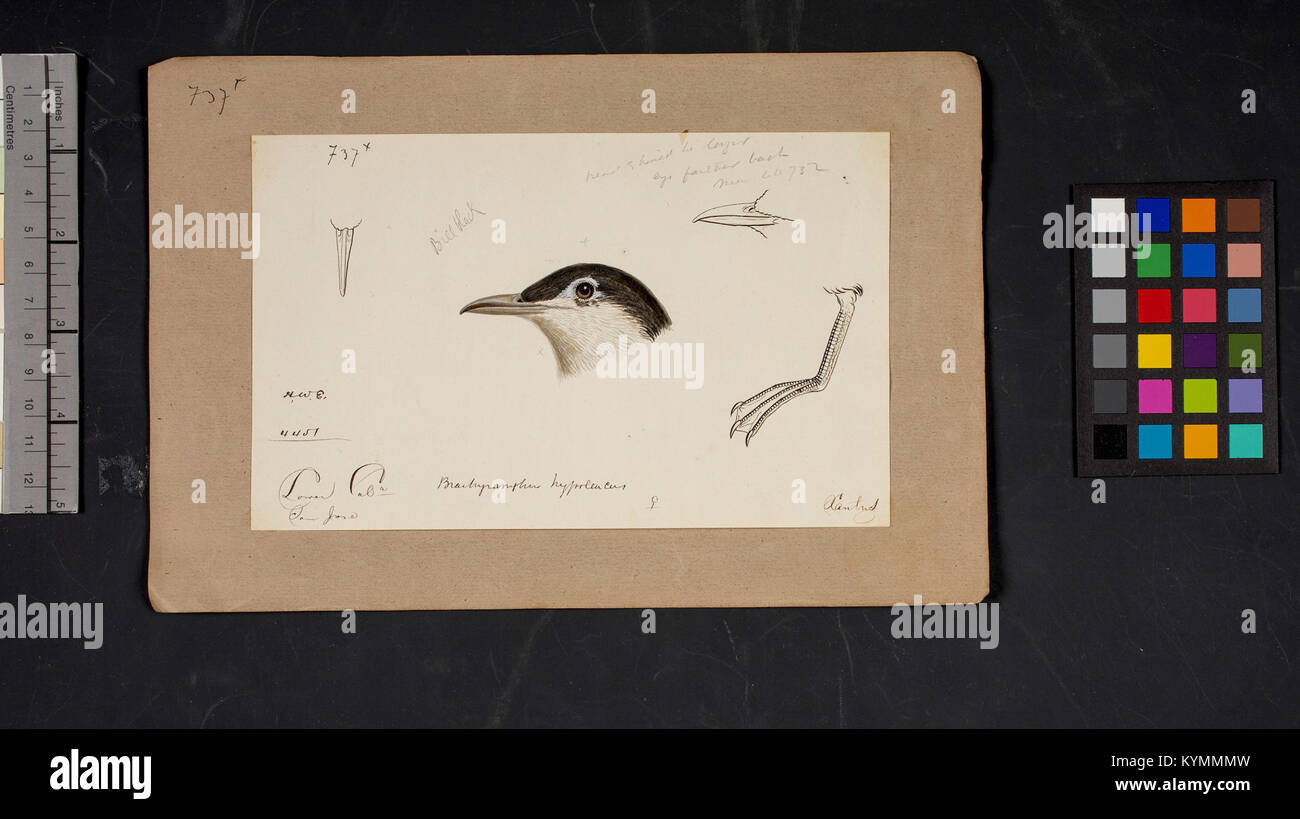 Illustration of a bird head drawing by Robert Ridgway, renowned ...