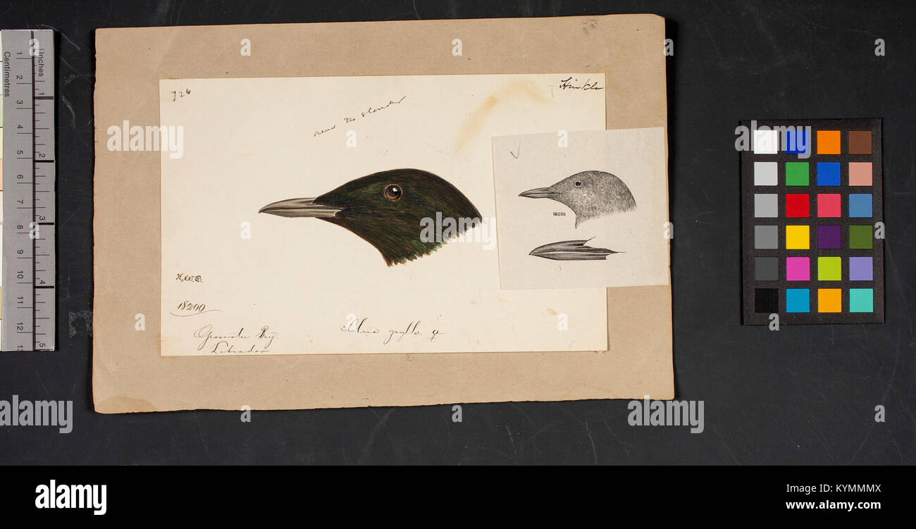 A historical bird head drawing by Robert Ridgway, featured for ...