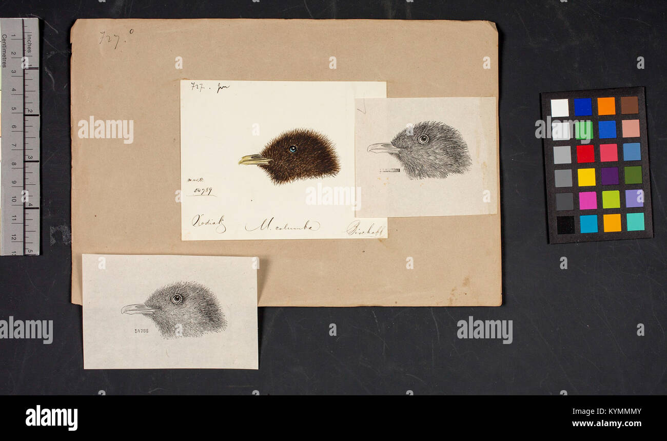 A drawing by Robert Ridgway of a bird head, part of his contribution to ...