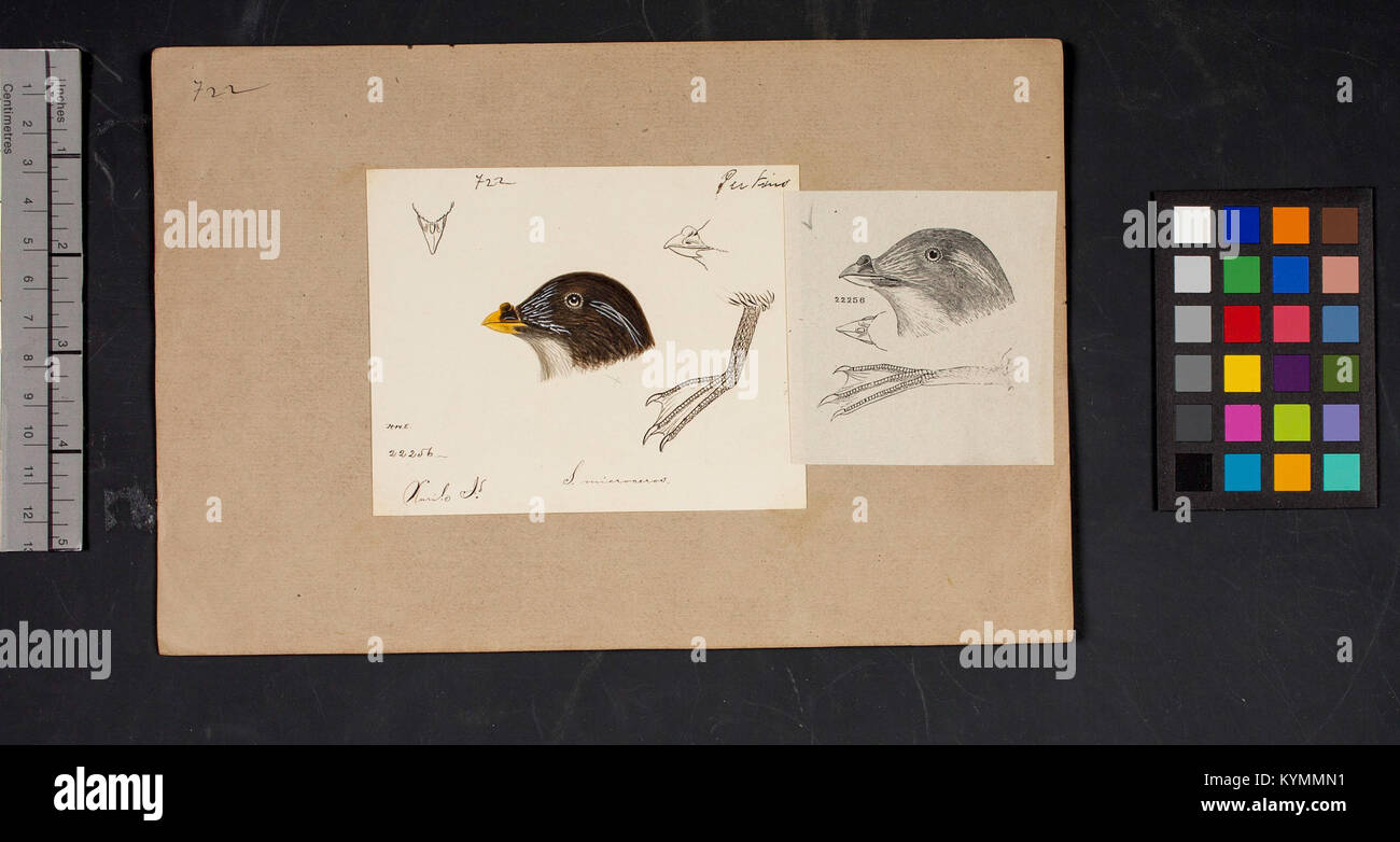 Drawing of a bird head by Robert Ridgway, part of his comprehensive ...