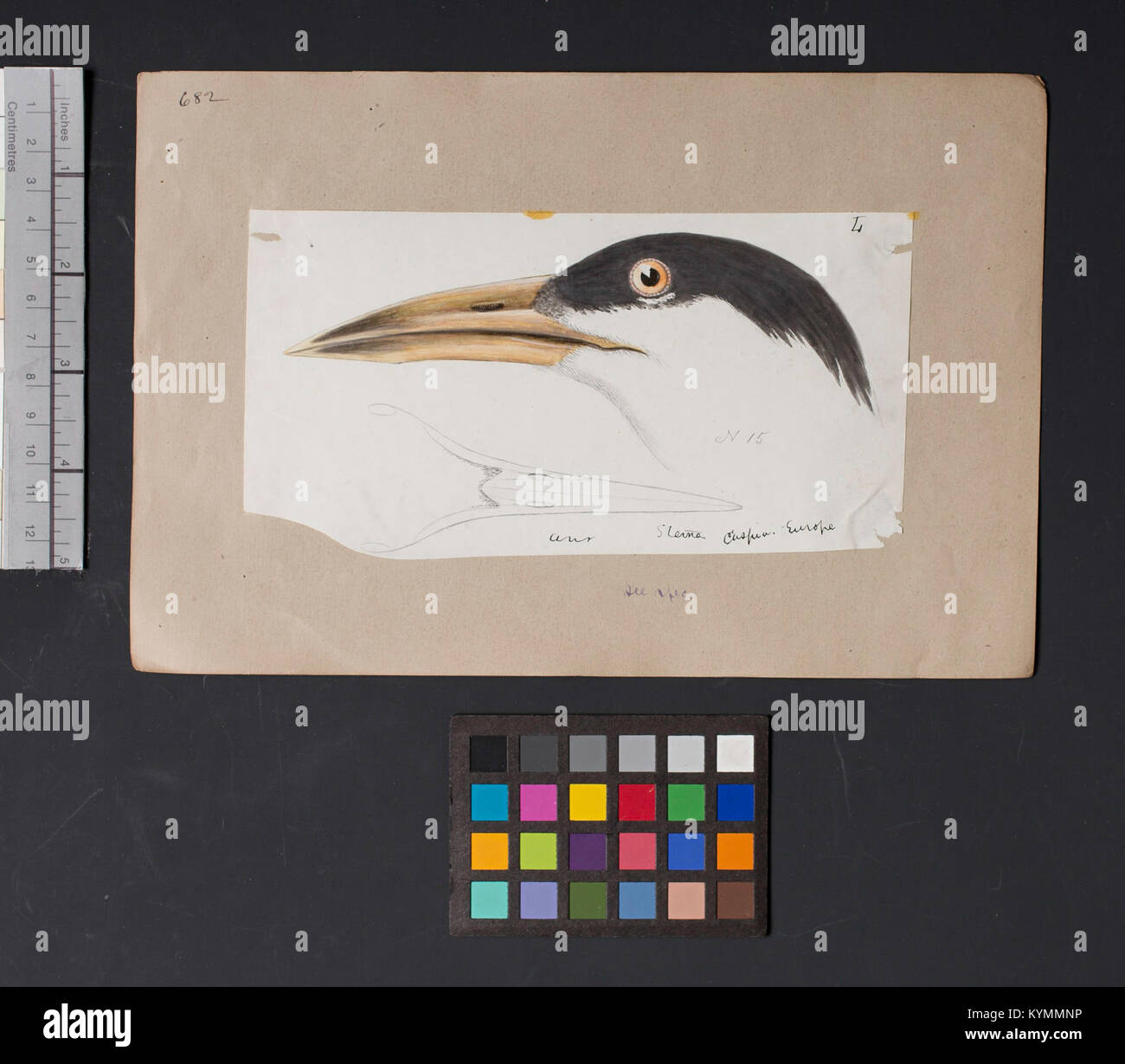 A detailed bird head drawing by Robert Ridgway, a prominent ...