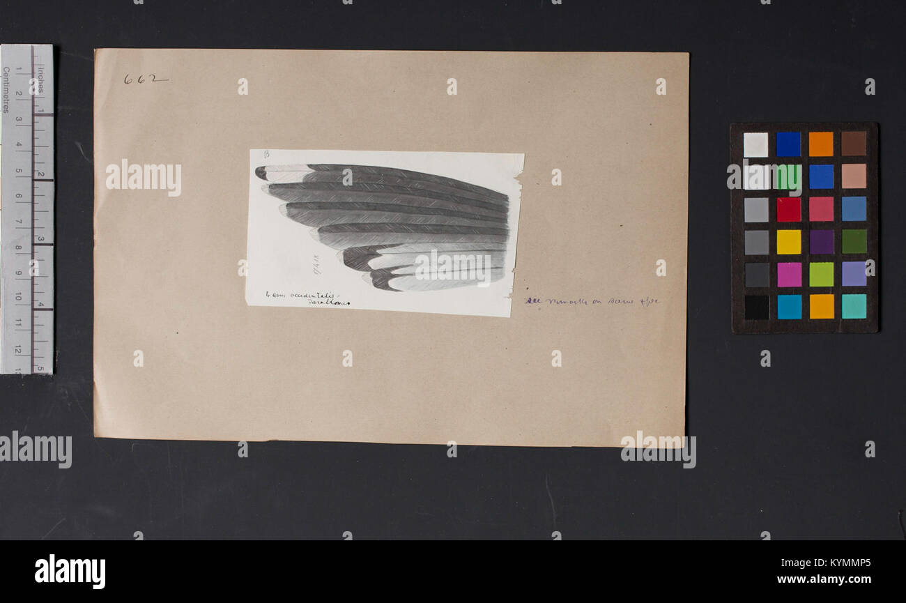 A drawing by Robert Ridgway of a bird's head. Ridgway was an ...