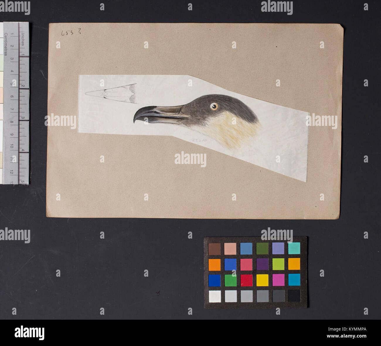 A 2015 illustration of a bird head drawing by Robert Ridgway, featuring ...