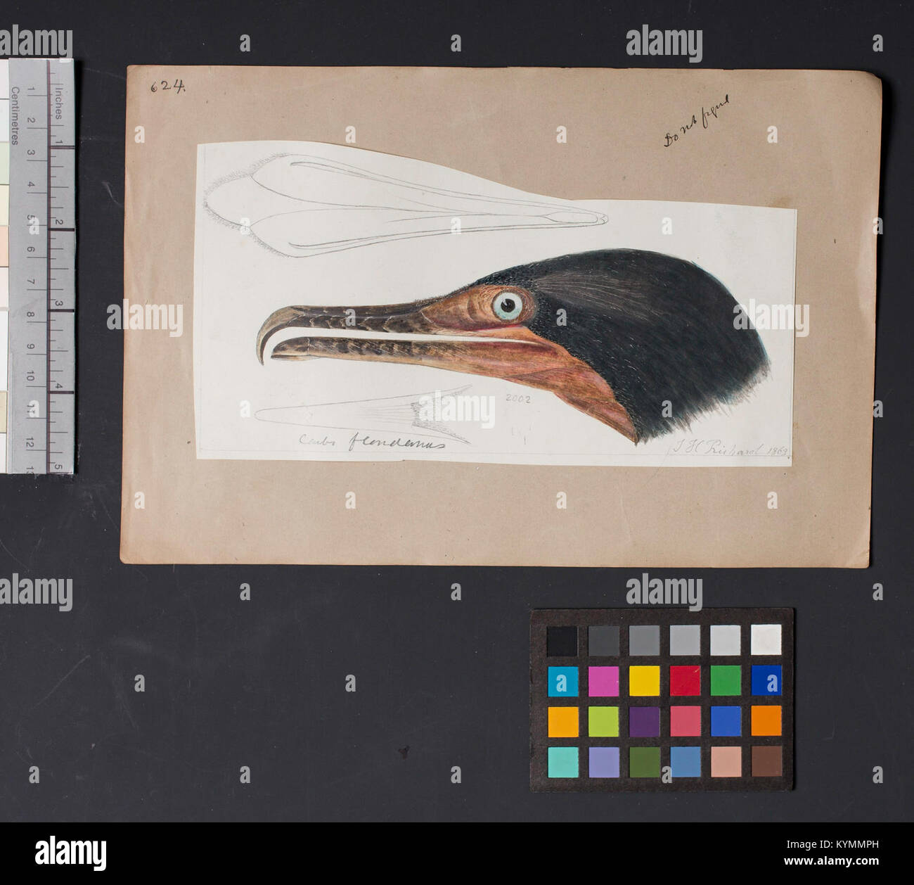 A detailed drawing of a bird head by Robert Ridgway, created in 2015 ...