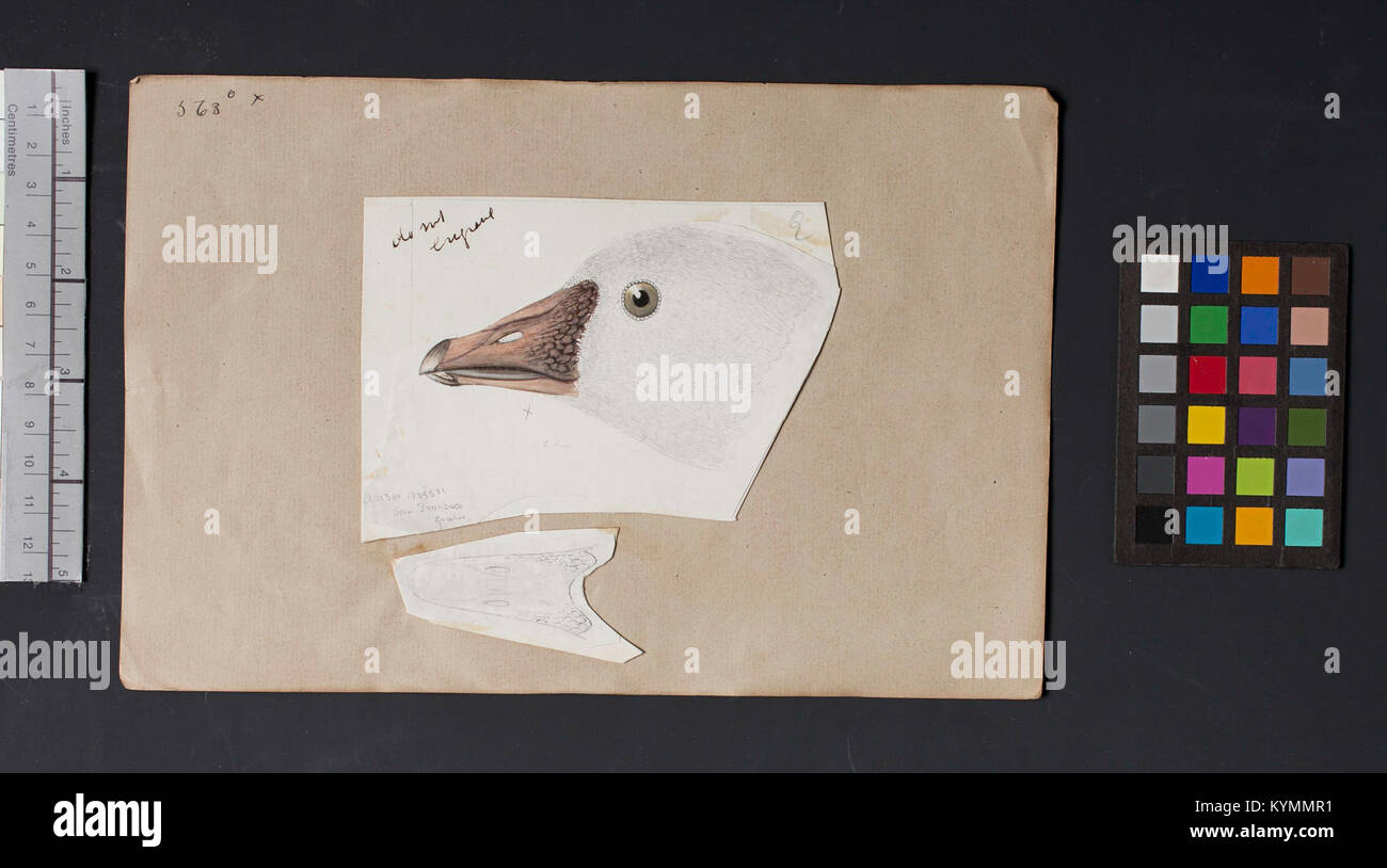A detailed drawing of a bird head by Robert Ridgway, an important ...