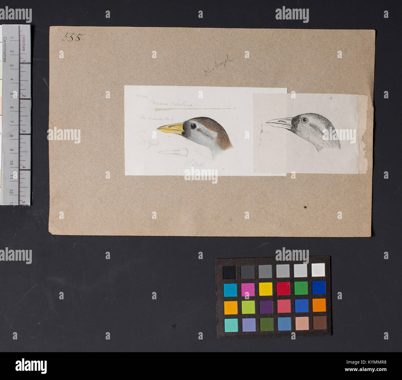A 2015 reproduction of a bird head drawing by Robert Ridgway, an ...