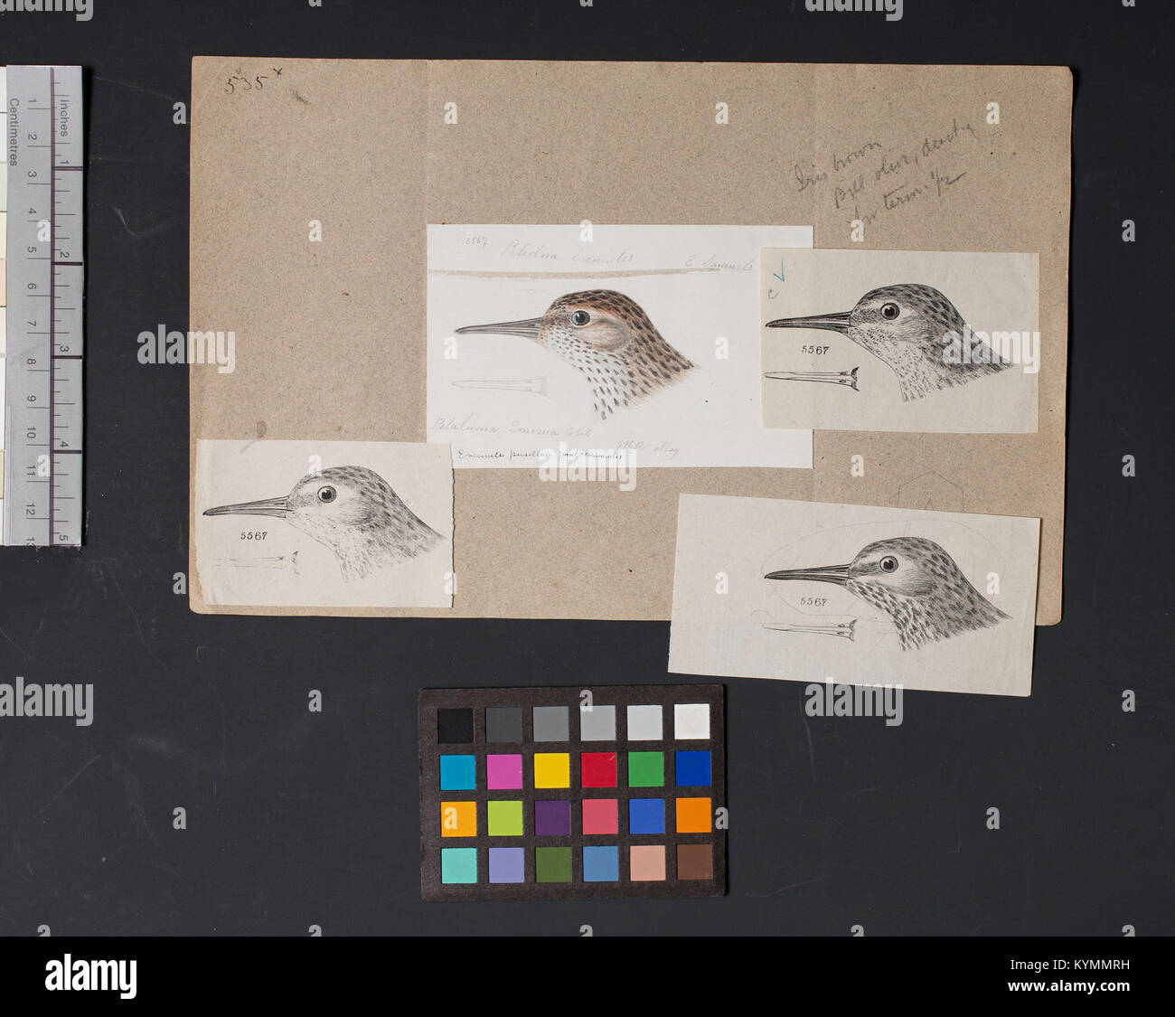 A historical illustration of a bird head drawing by Robert Ridgway ...