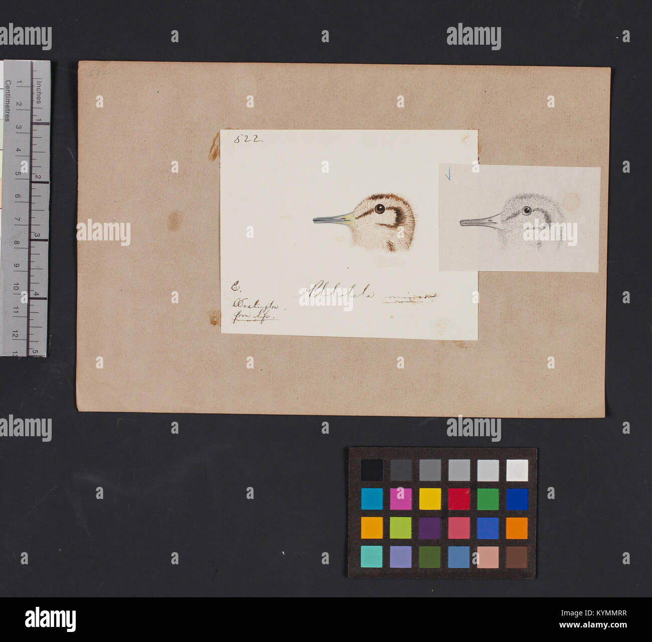 A detailed illustration of a bird's head by Robert Ridgway, showcasing ...
