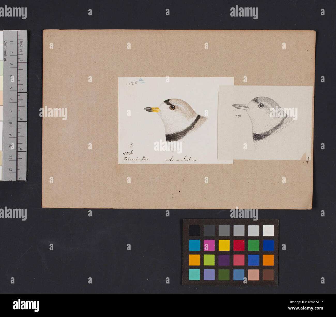 A drawing by Robert Ridgway, an early 20th-century ornithologist ...