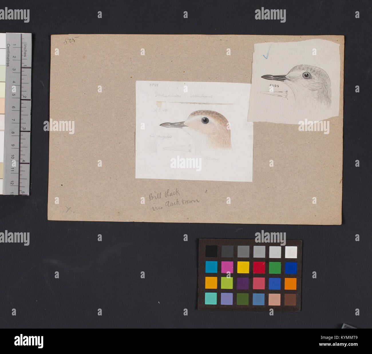 Bird head drawing 505 by Robert Ridgway, created for International ...