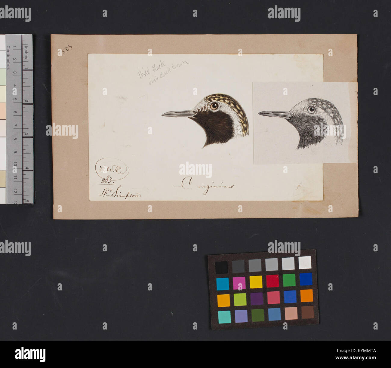 A drawing of a bird's head by Robert Ridgway, an American ornithologist ...