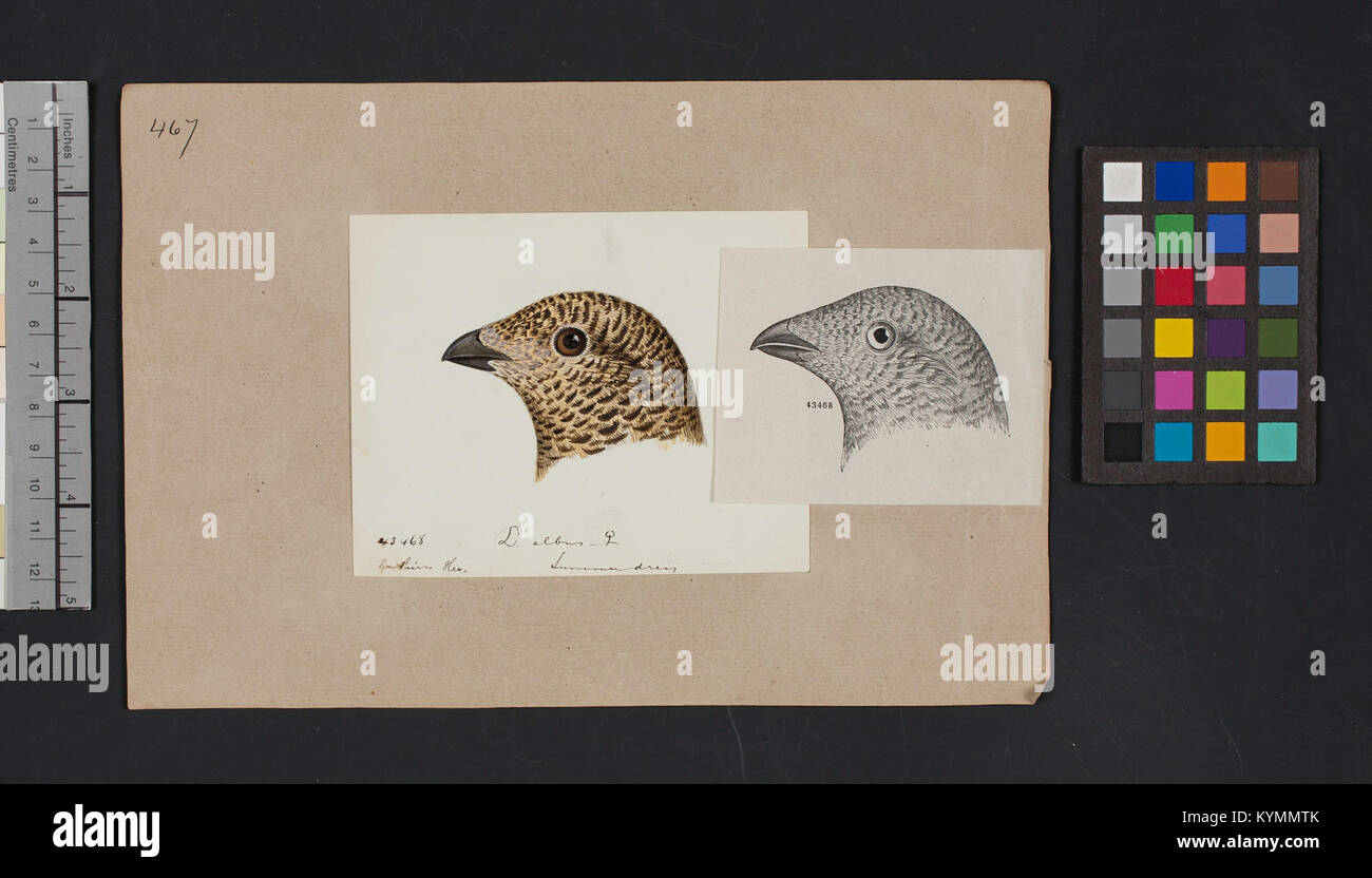 An illustration by Robert Ridgway showing a detailed bird head drawing ...
