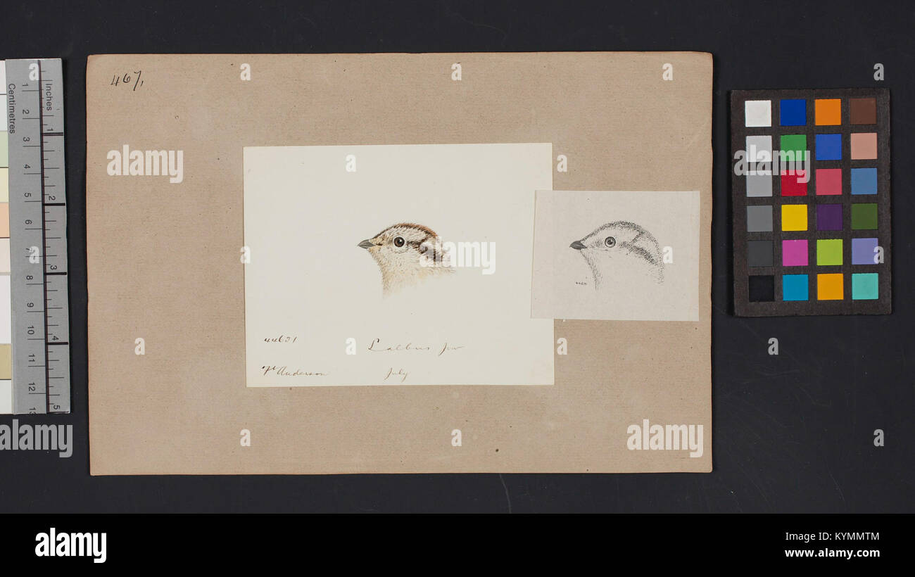 Illustration of a bird head by Robert Ridgway, an influential American ...