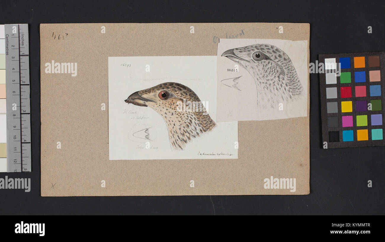 A drawing of a bird head by Robert Ridgway, created for International ...