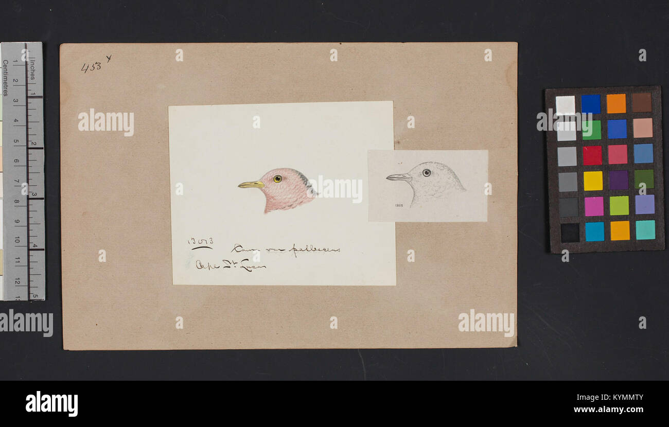 A bird head drawing by Robert Ridgway, a renowned ornithologist and ...