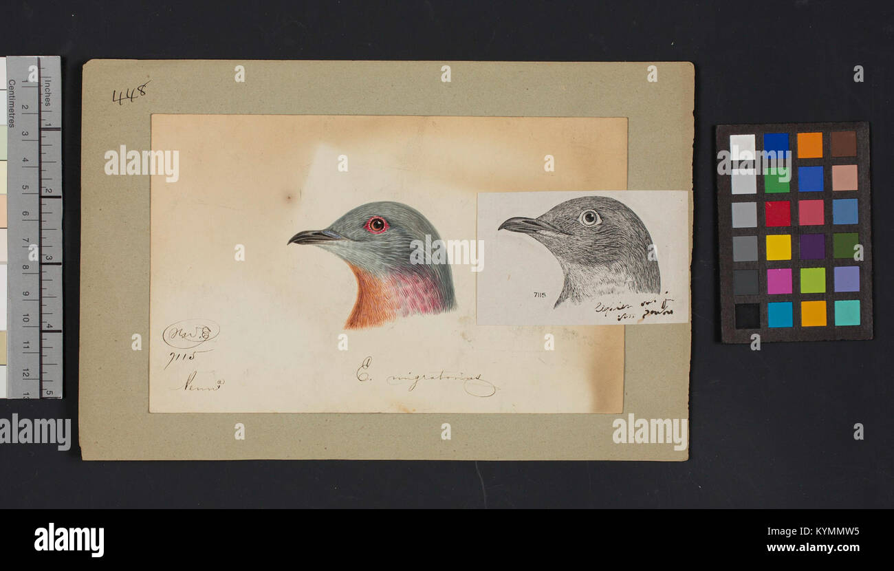 A historic illustration by Robert Ridgway showing a bird head drawing ...