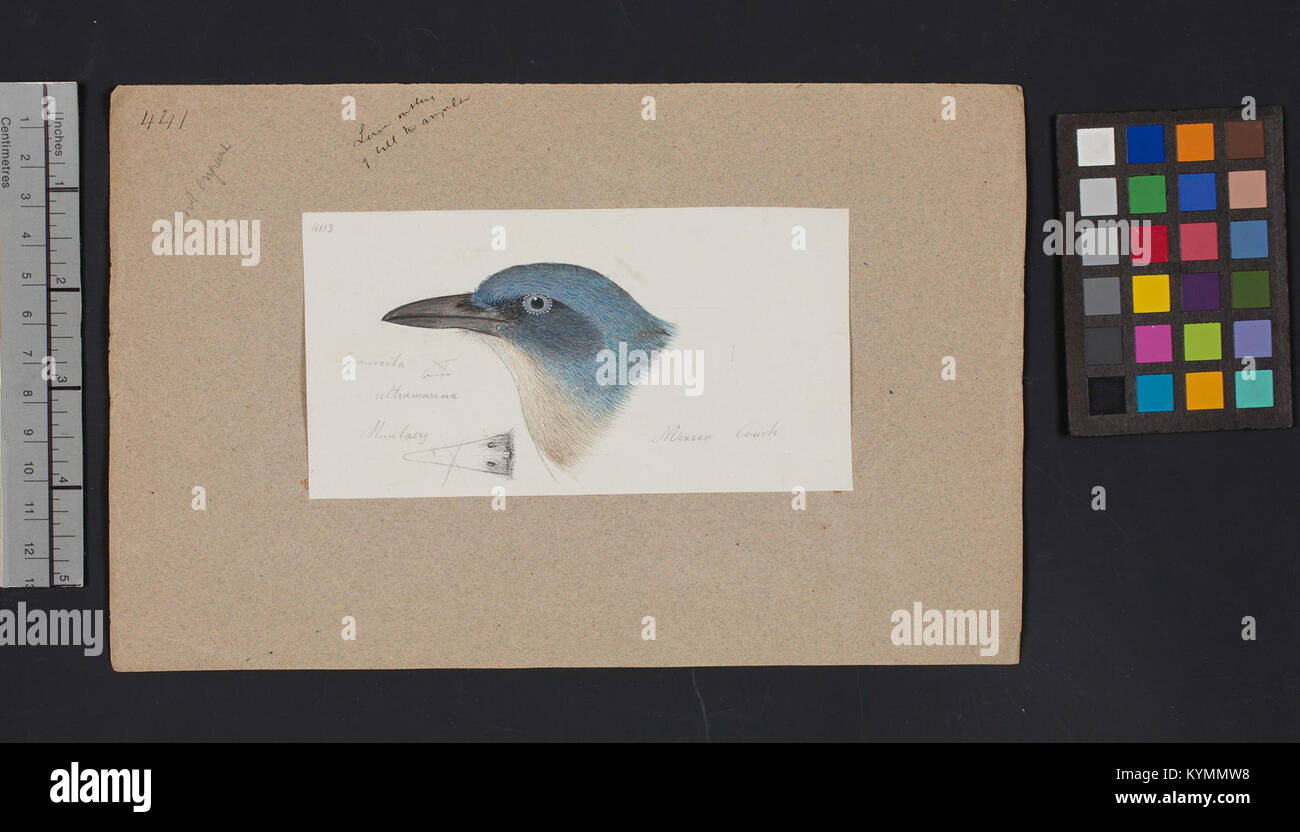 Illustration of a bird head by Robert Ridgway, a renowned American ...