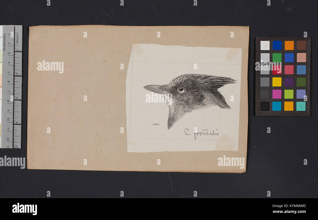A scientific illustration of a bird head by Robert Ridgway, created for ...