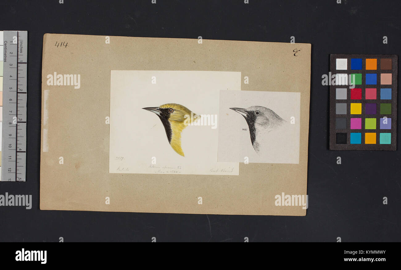 A detailed illustration by Robert Ridgway, showing a bird head drawing ...