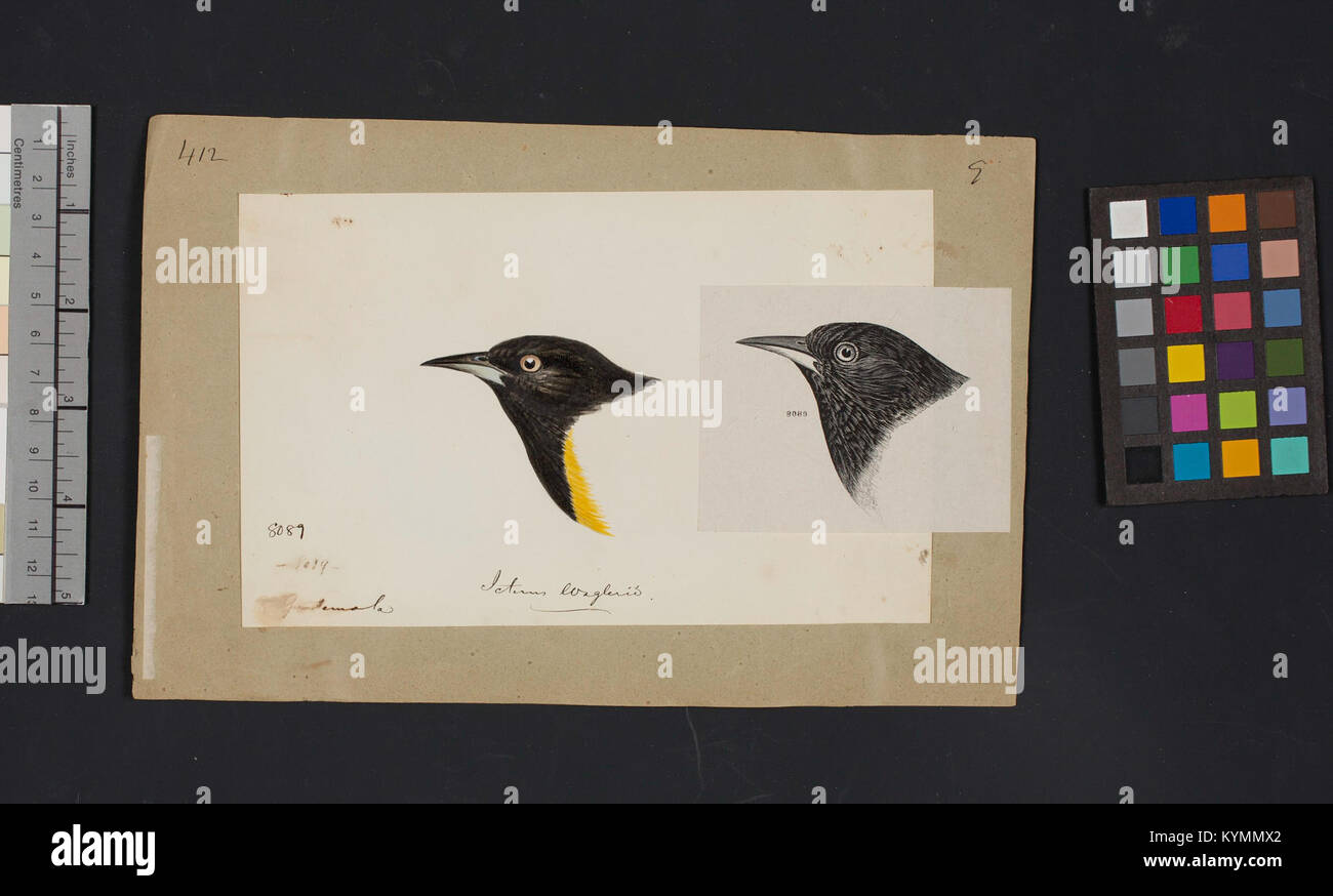 A bird head drawing by Robert Ridgway, illustrating a different bird ...