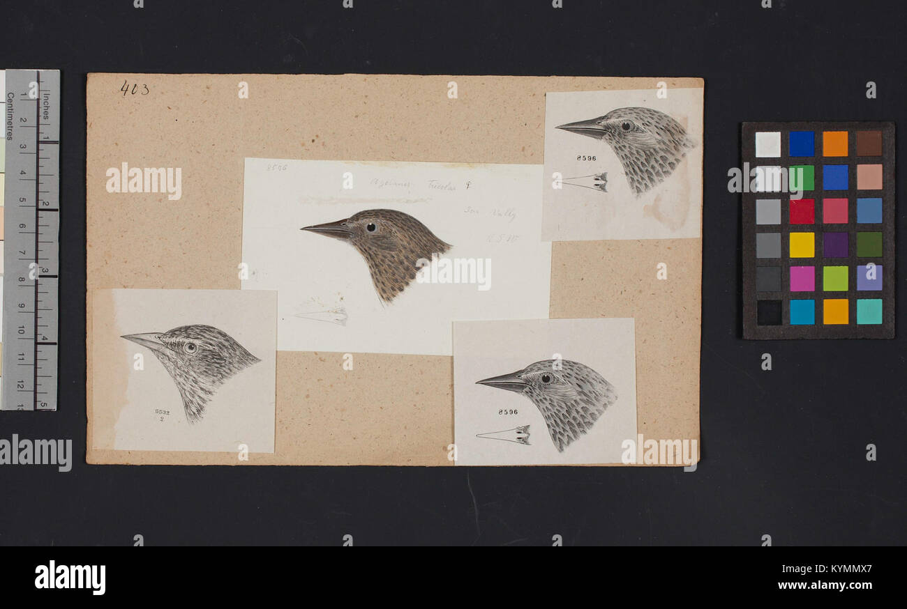 A bird head drawing by Robert Ridgway, illustrating the fine details of ...