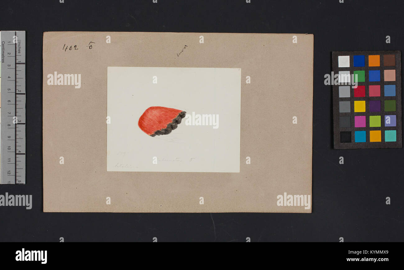 Drawing of a male bird, created by Robert Ridgway, an influential ...