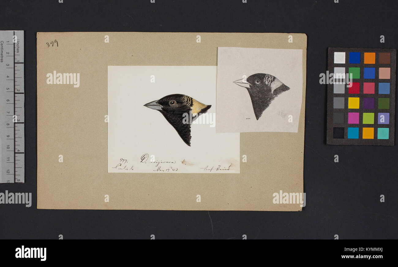 Drawing of a bird head by Robert Ridgway, showcasing the detailed ...