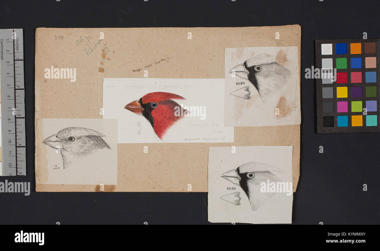 A detailed illustration of a bird head drawn by Robert Ridgway, an ...