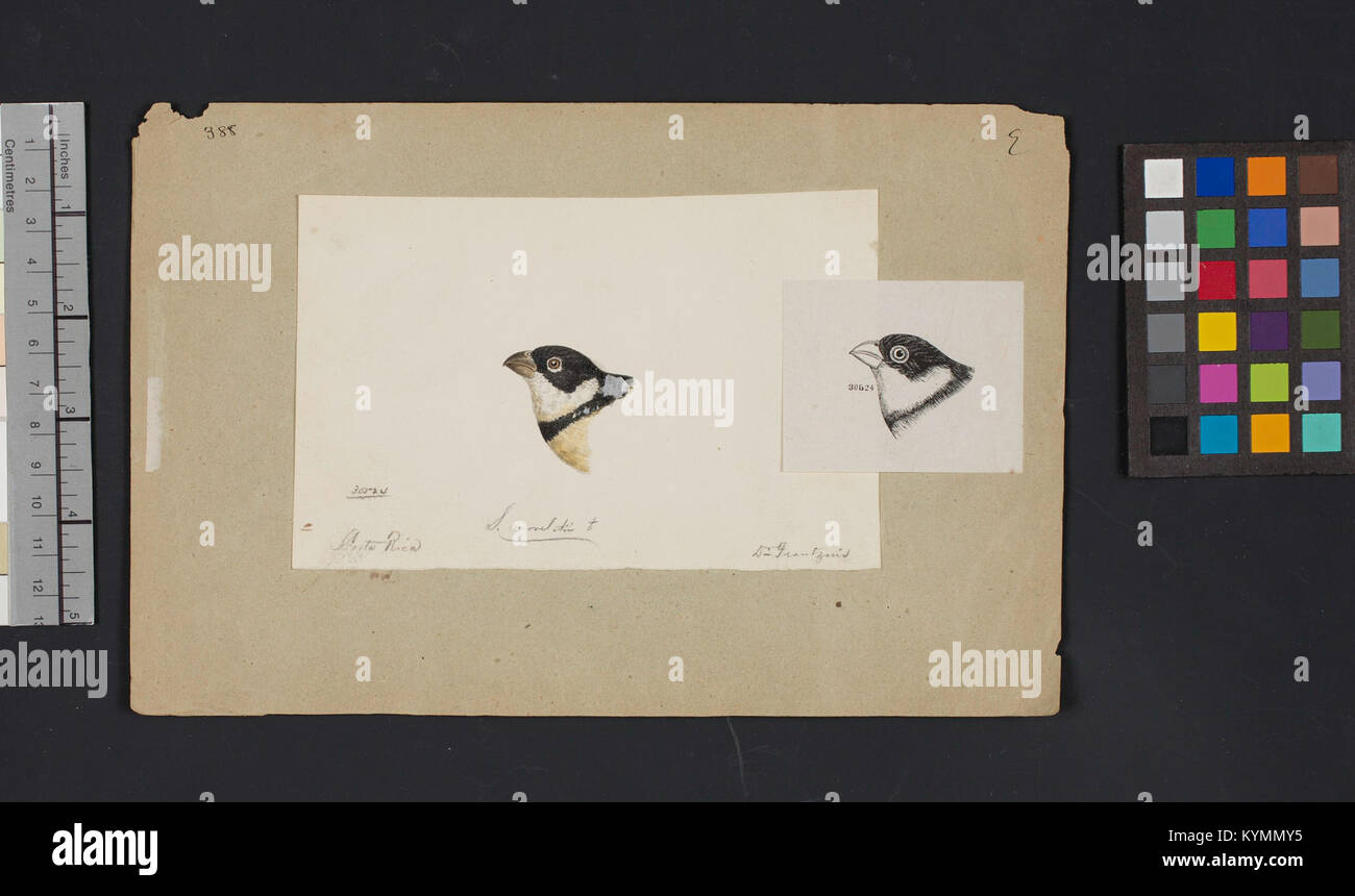 Illustration of a bird head drawing by Robert Ridgway, a renowned ...