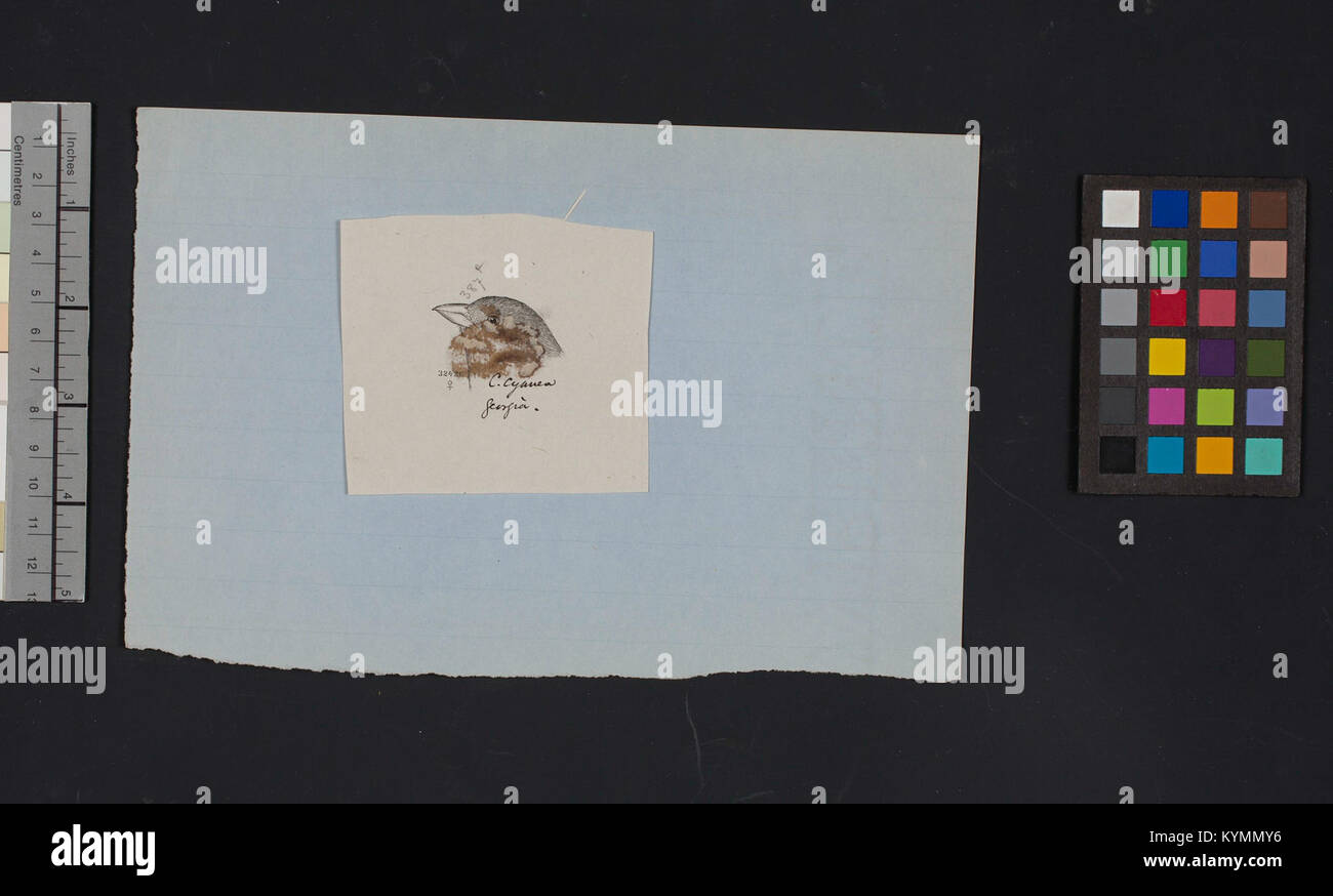 Robert Ridgway Bird Head Drawing 387 female 17168205642 o Stock Photo ... Robert Ridgway Bird Head Drawing 387 female 17168205642 o Stock Photo ...
