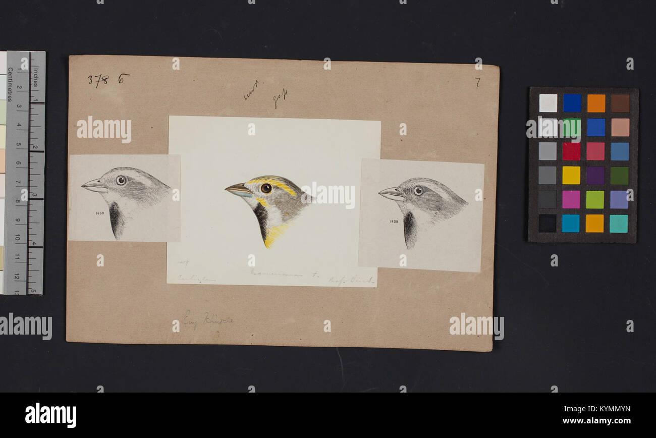 A bird head drawing by Robert Ridgway, an ornithologist, created as ...