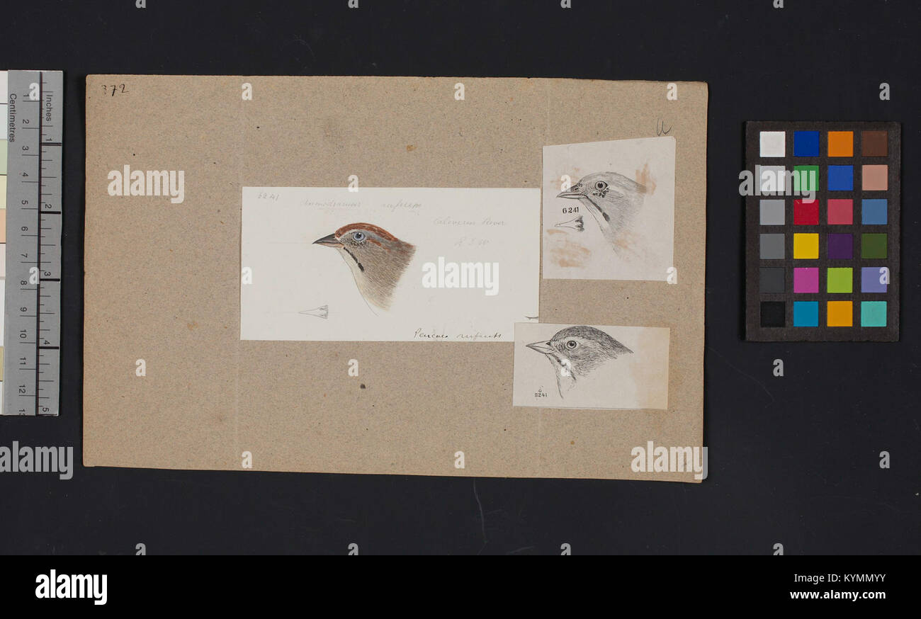 A detailed bird head drawing by Robert Ridgway, an influential ...