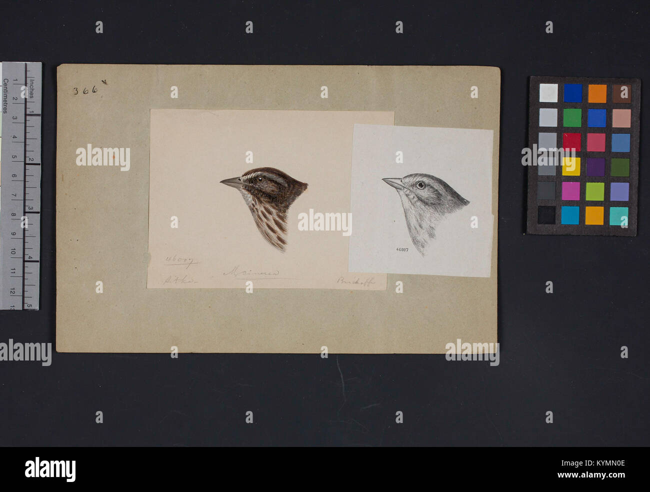 A second bird head illustration by Robert Ridgway, created in 2015 and ...