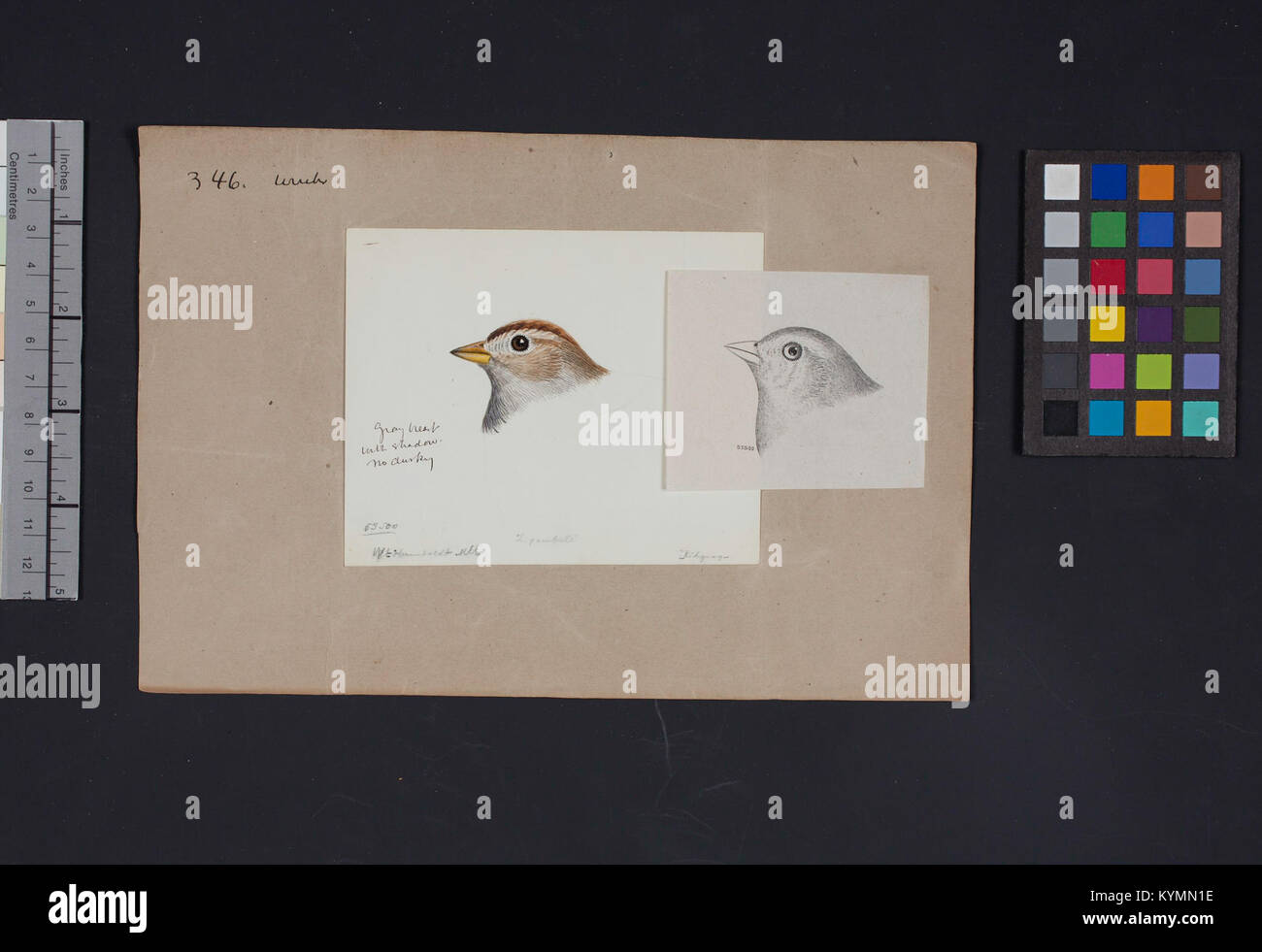 A detailed head drawing of a bird species by Robert Ridgway, created as ...