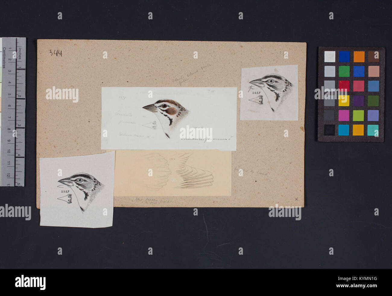 A bird head drawing by Robert Ridgway, a renowned American ...