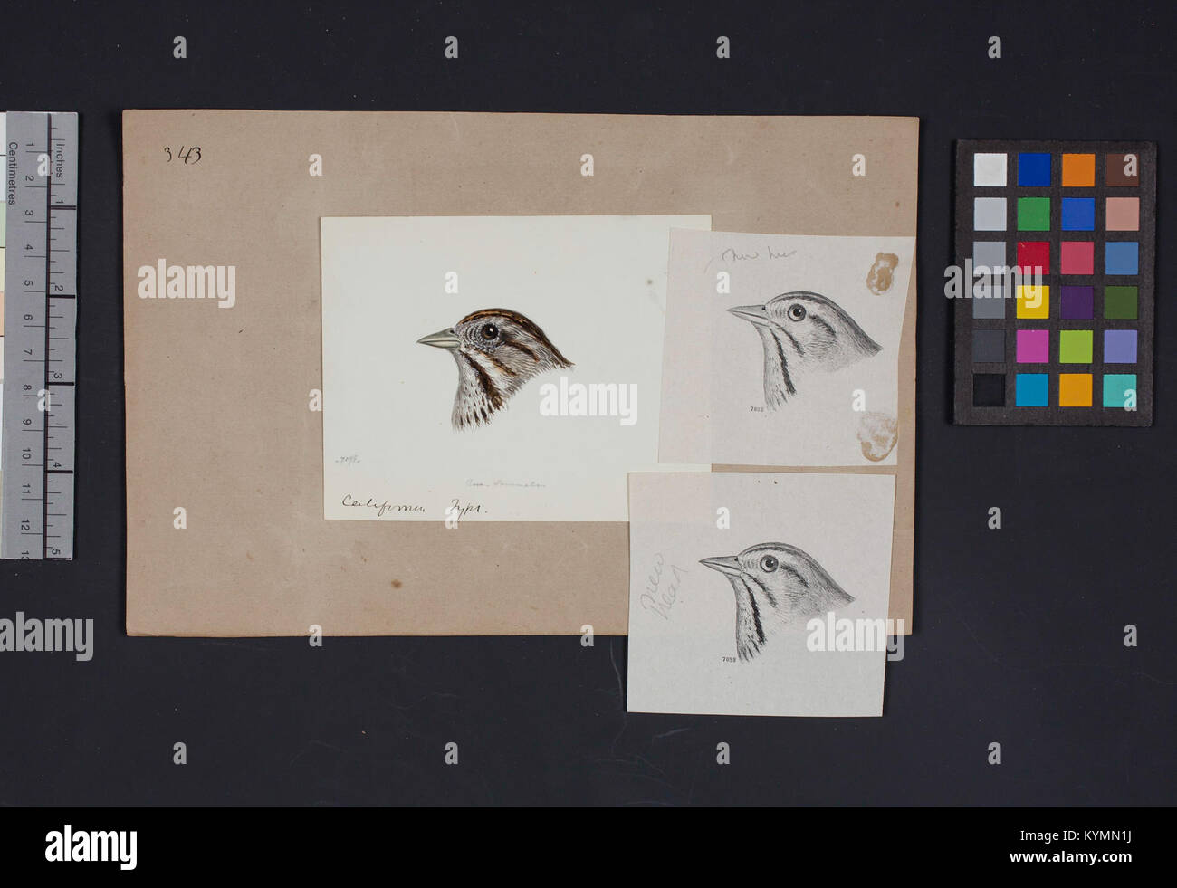 A bird head drawing by Robert Ridgway, created as part of his ...