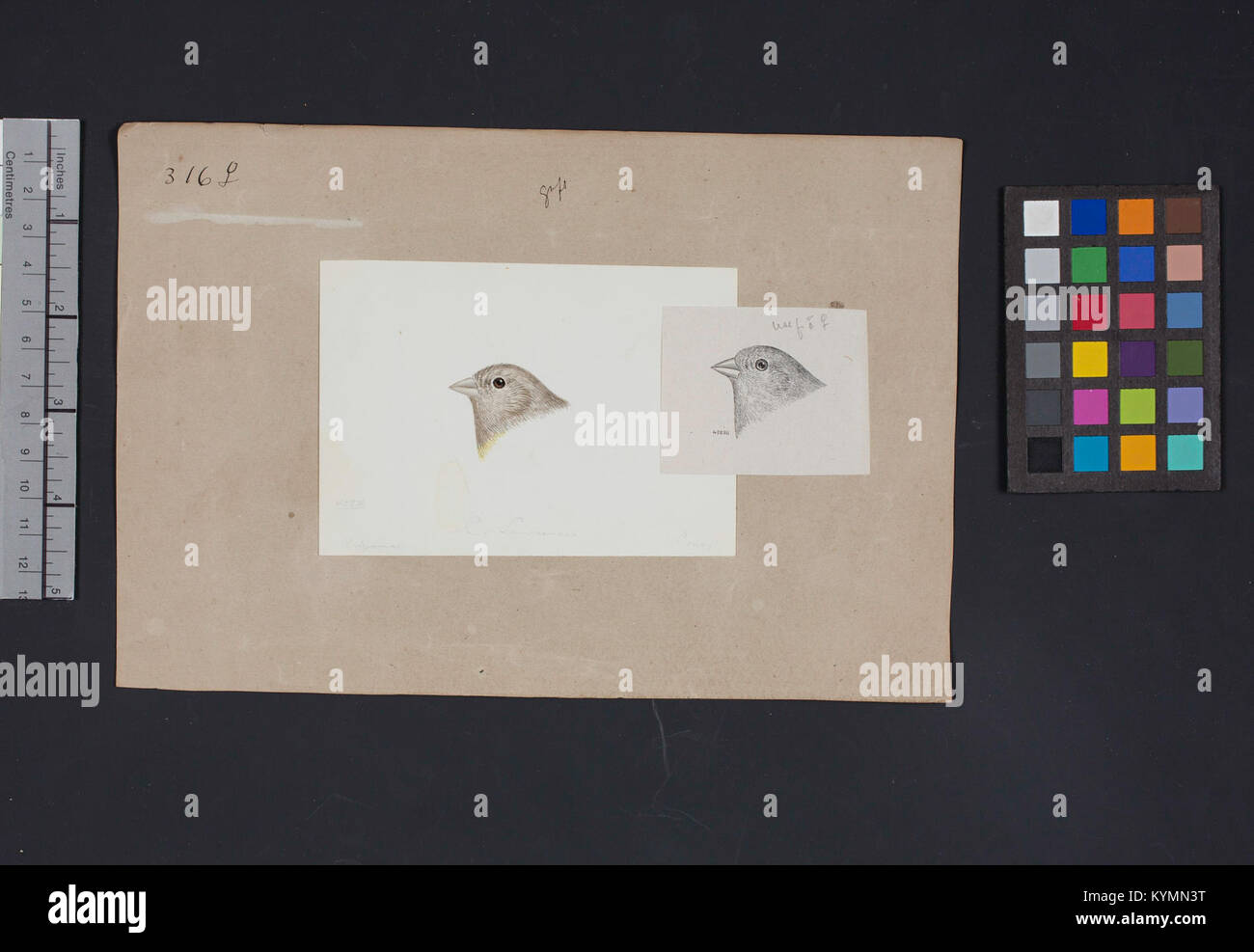 Illustration of the head of a female bird, created by Robert Ridgway ...
