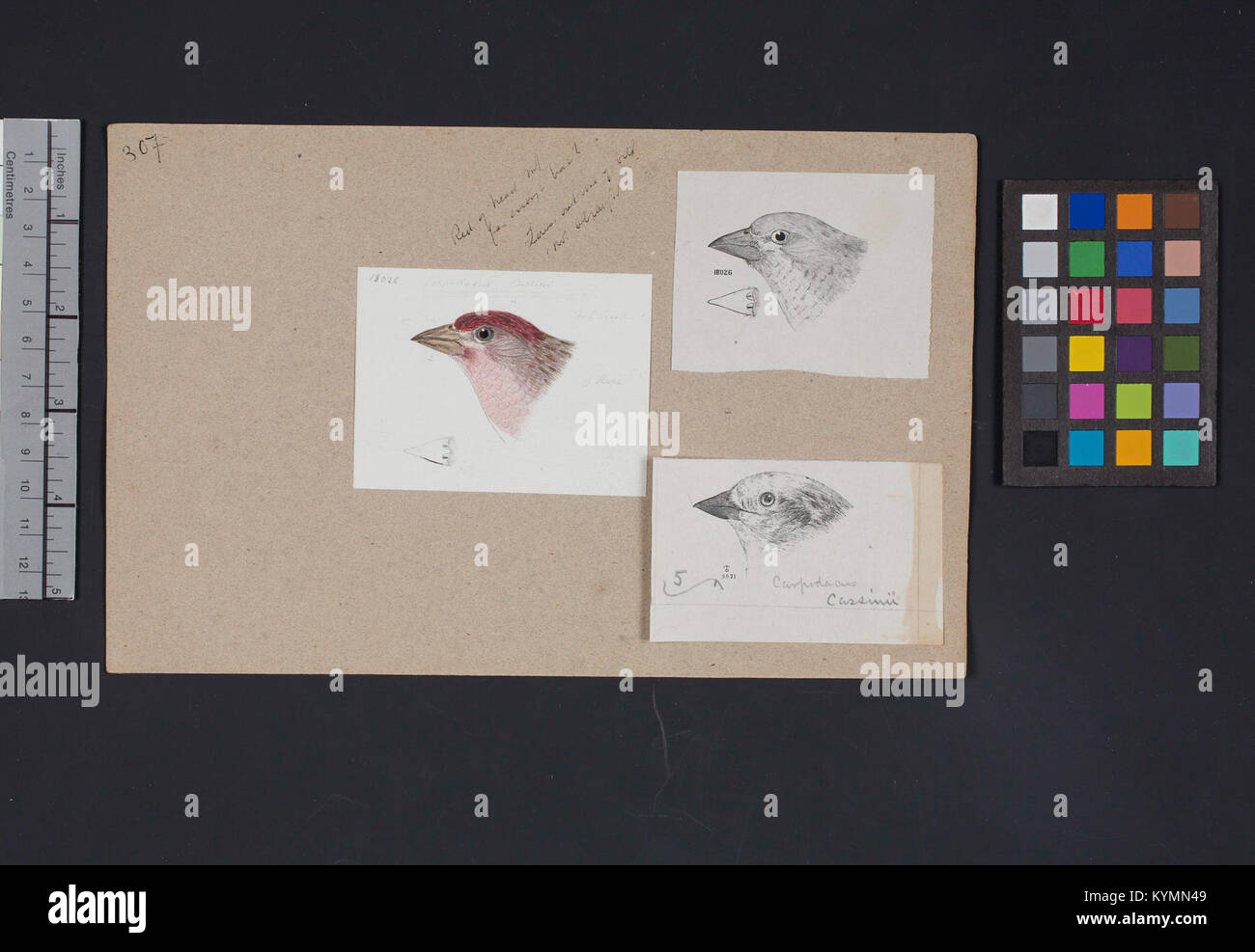 A detailed bird head drawing by Robert Ridgway created for ...